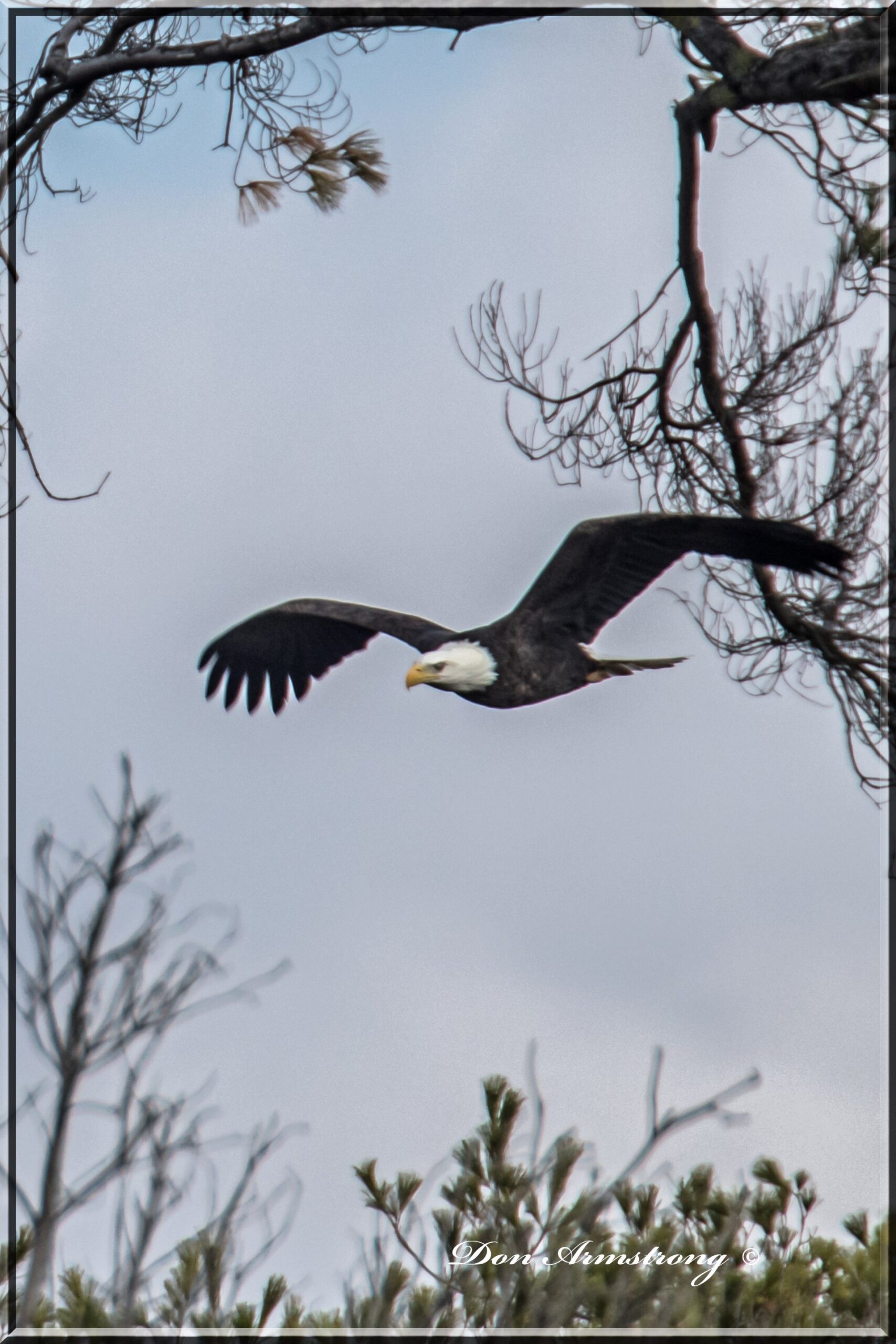 EAGLE EYES: A majestic sight in the sky | News, Sports, Jobs - Observer ...